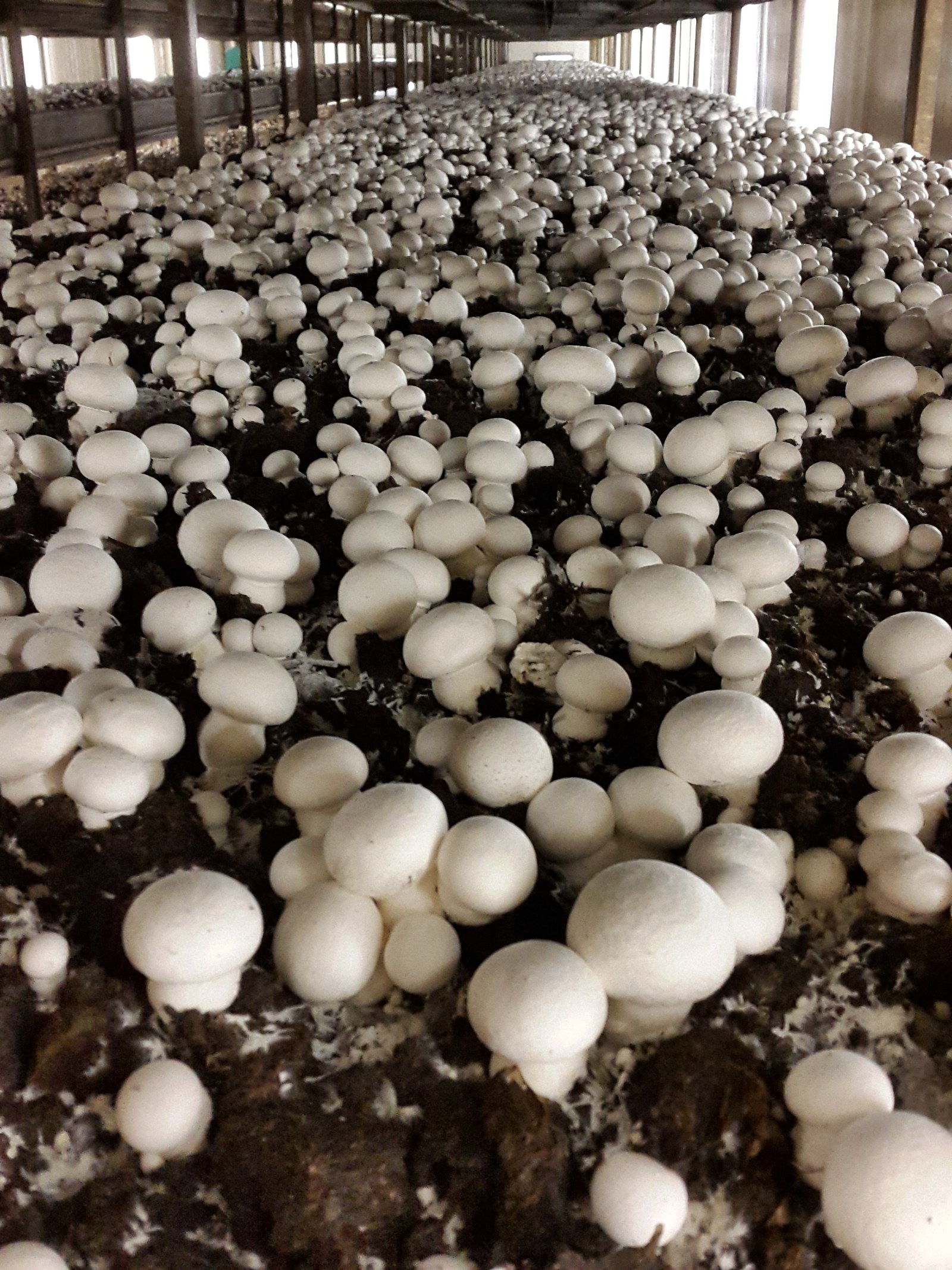 Fungar - Fattorie e progetti didattici - Agricoltura, caccia e pesca